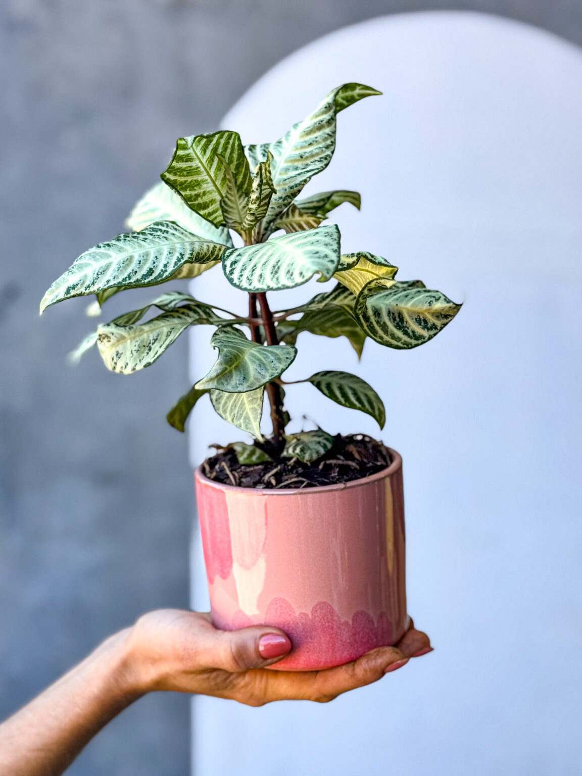 Poco Pot Plant Gift same day Delivered Melbourne - Poco Posy