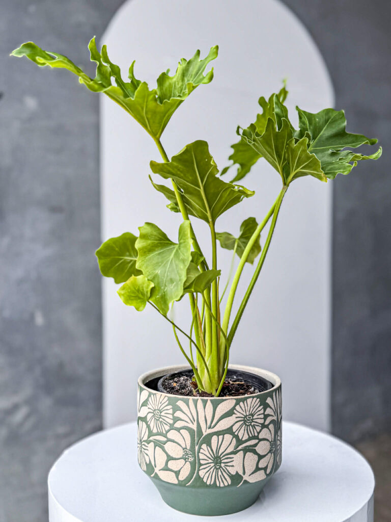 Fern Glow Poco Pot | Poco Posy