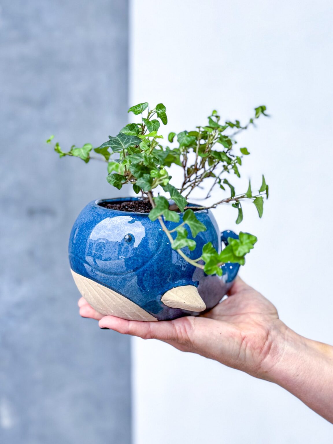 Wendy the Whale Poco Pot | Poco Posy