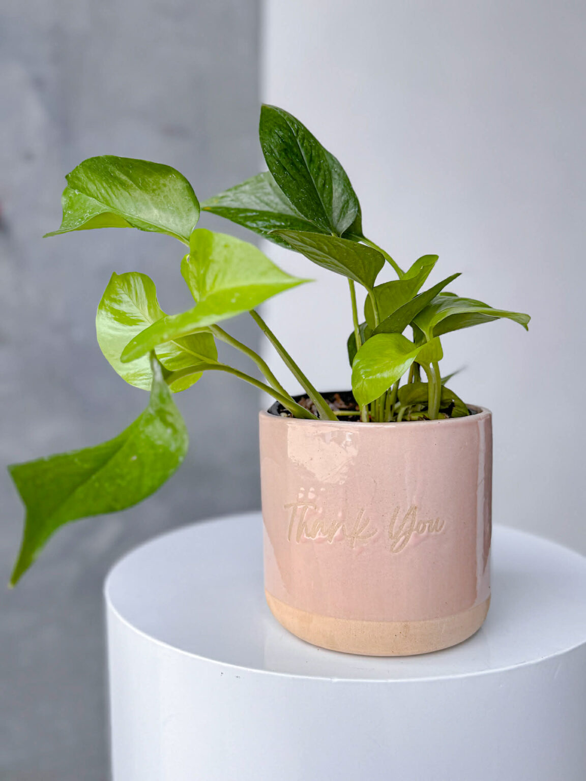 Thank You Poco Pot | Poco Posy